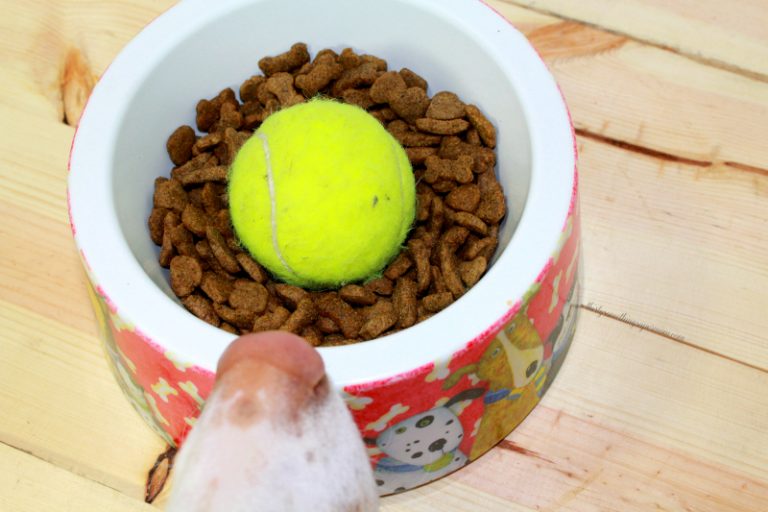 Stop Your Dog from Eating Too Fast Without a Trip to the Vet