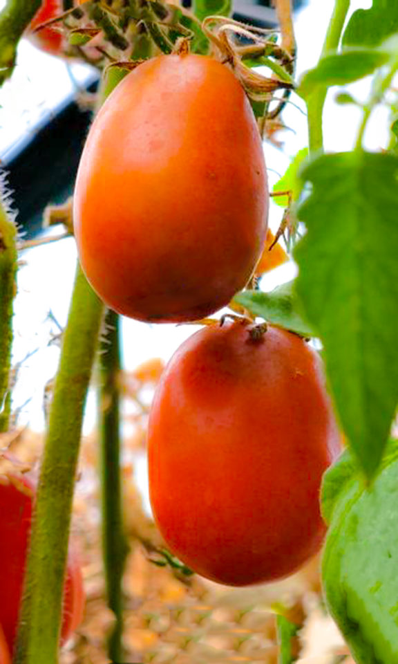 How to Make Sauce from Fresh Roma Tomatoes (Easy Homemade Tomato Sauce)