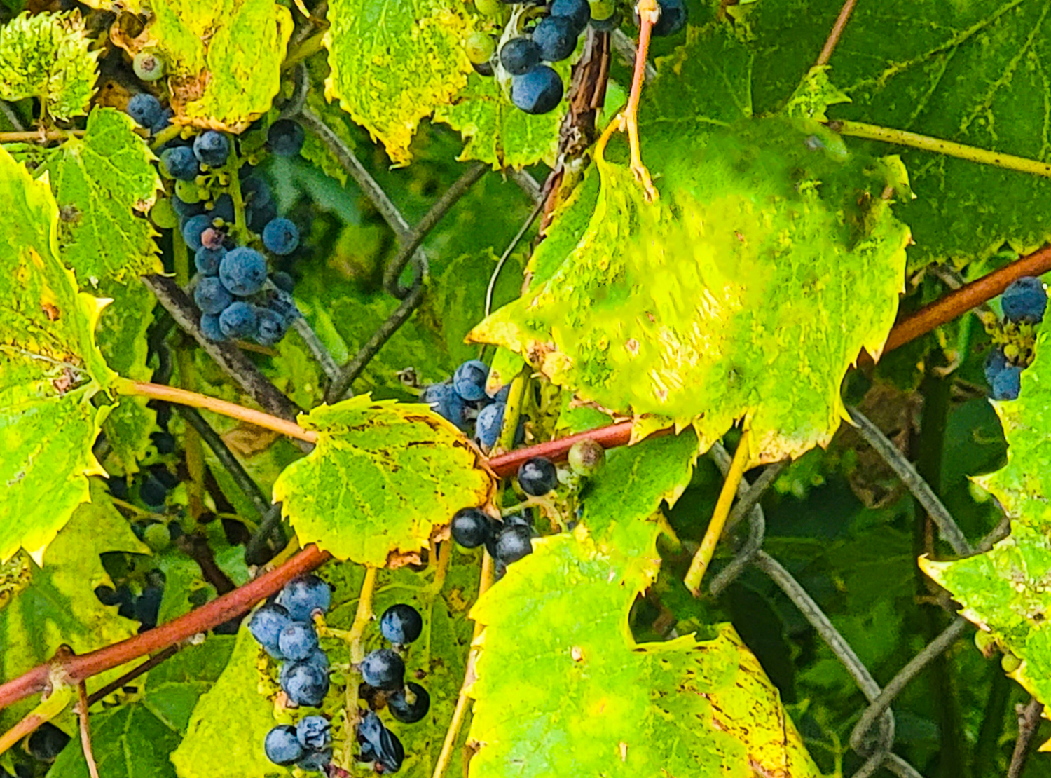 The Best Wineries Wisconsin Dells Has to Offer