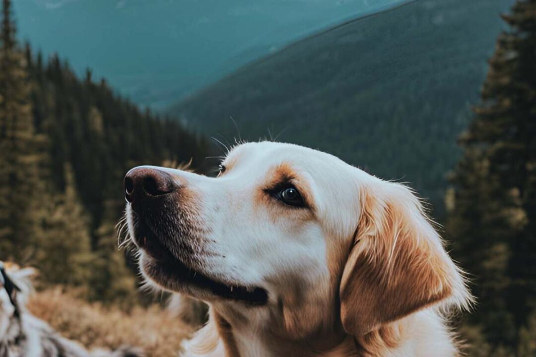 Dog Bucket List - Tips for Making a Bucket List for Dogs